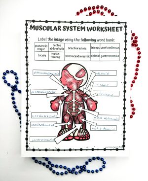 Free Muscular System Labeling Worksheet