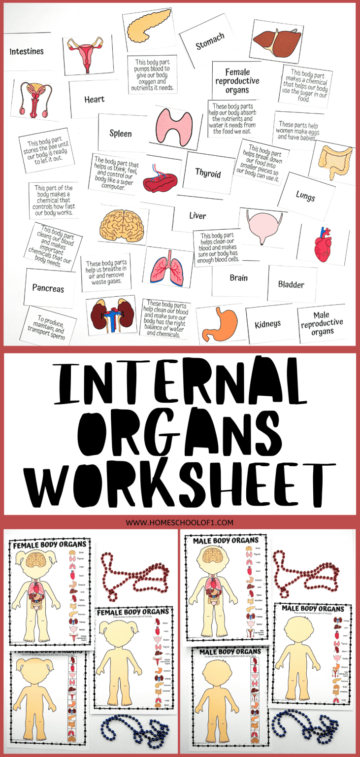 Human Body Organs Worksheet: Inside My Body
