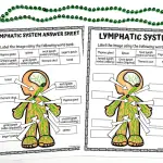 Free Lymphatic System Labeling Worksheet For Kids