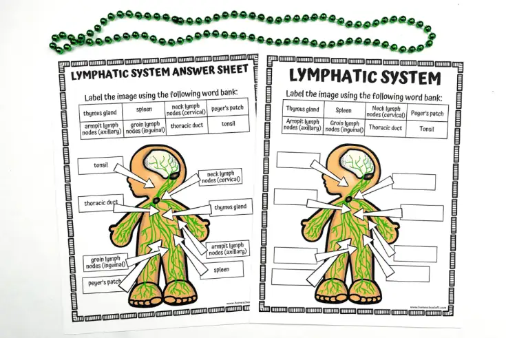 Human Anatomy Worksheets for Kids