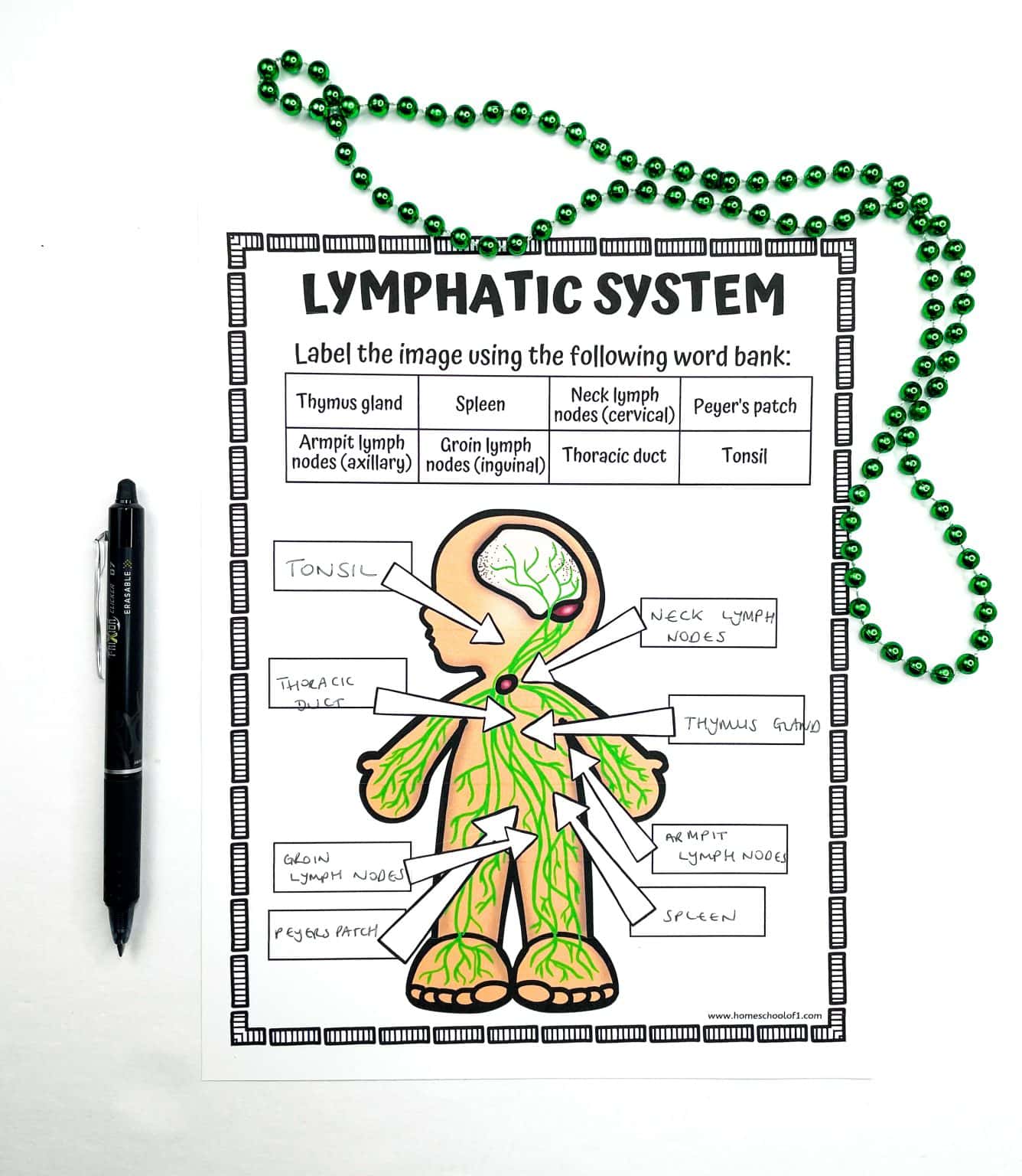 Free Lymphatic System Labeling Worksheet For Kids