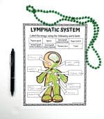 Free Lymphatic System Labeling Worksheet For Kids