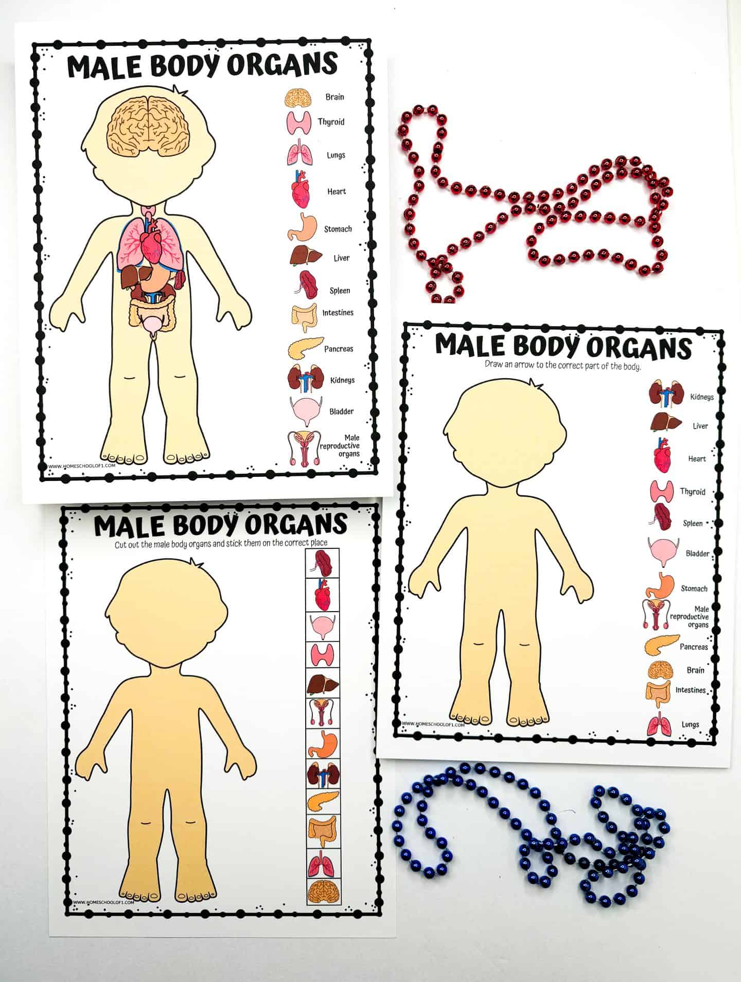 Human Body Organs Worksheet: Inside My Body
