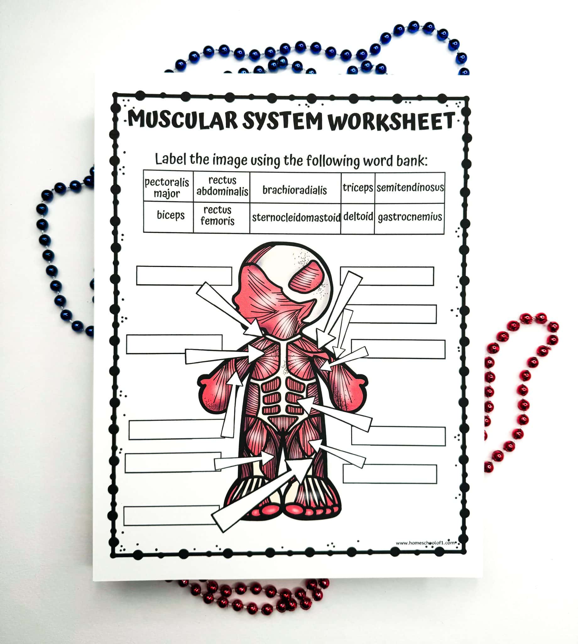 Free Muscular System Labeling Worksheet
