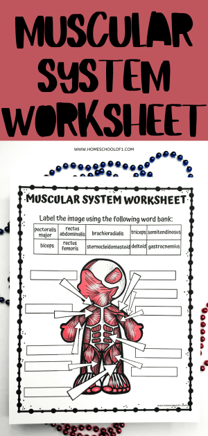 Free Muscular System Labeling Worksheet