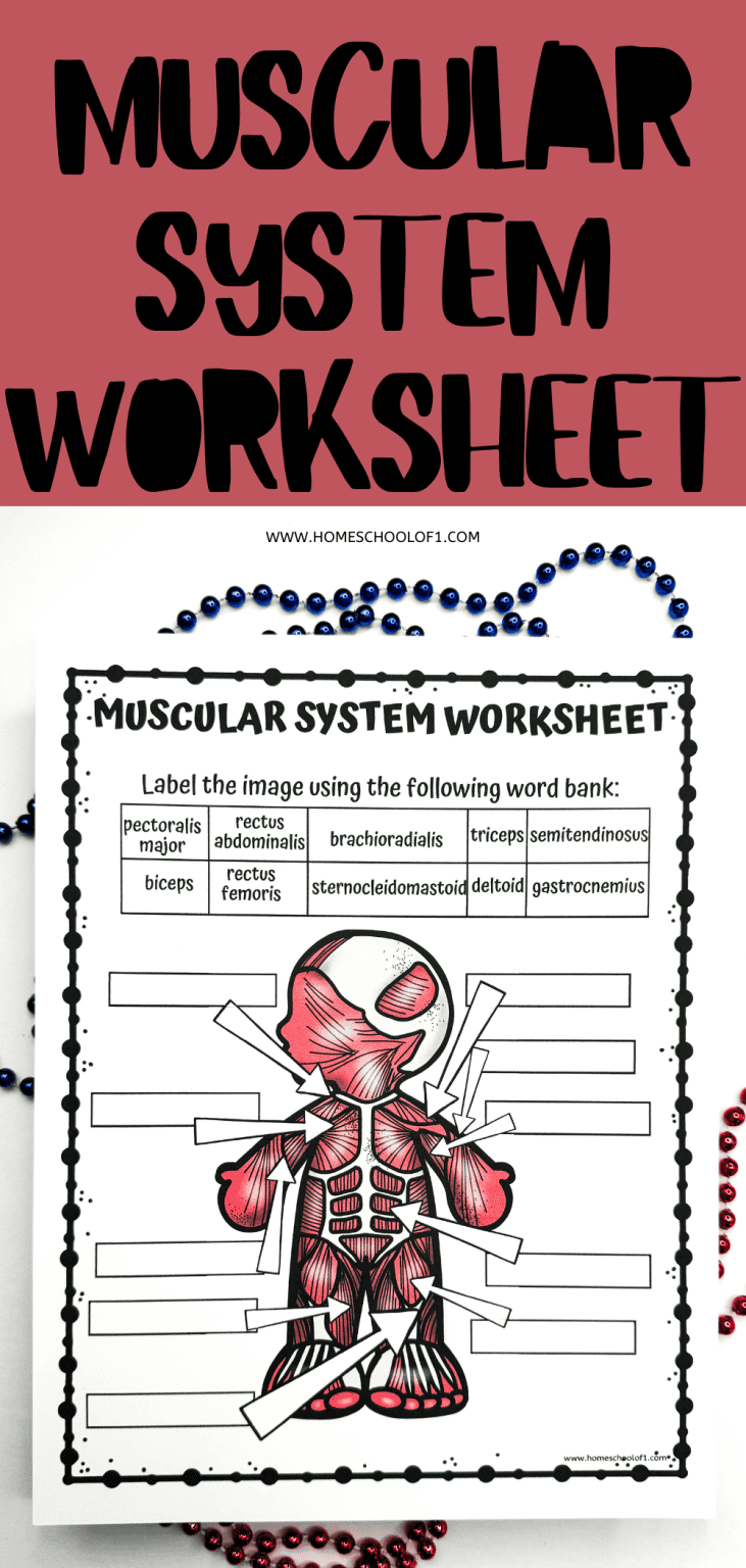 Free Muscular System Labeling Worksheet