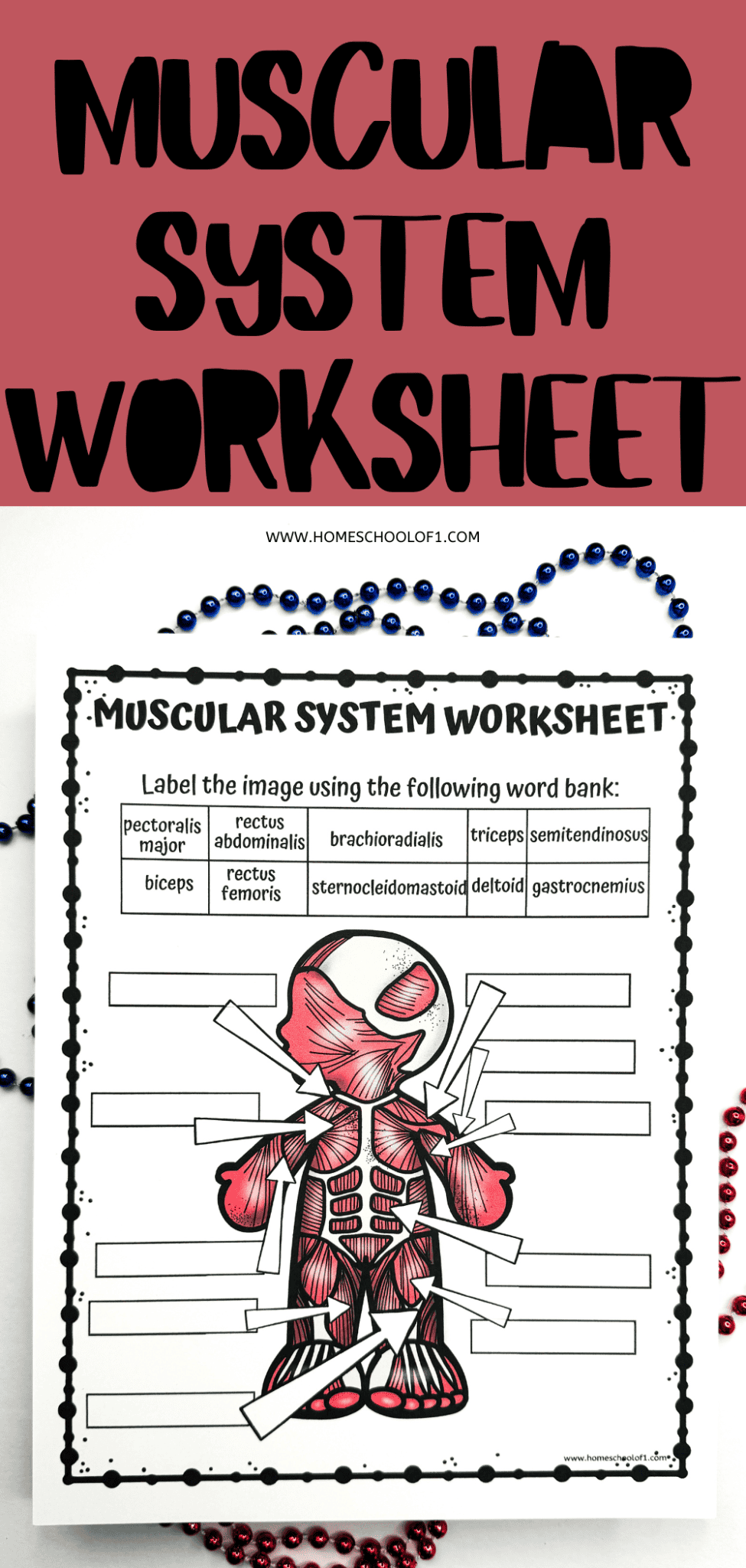 Free Muscular System Labeling Worksheet