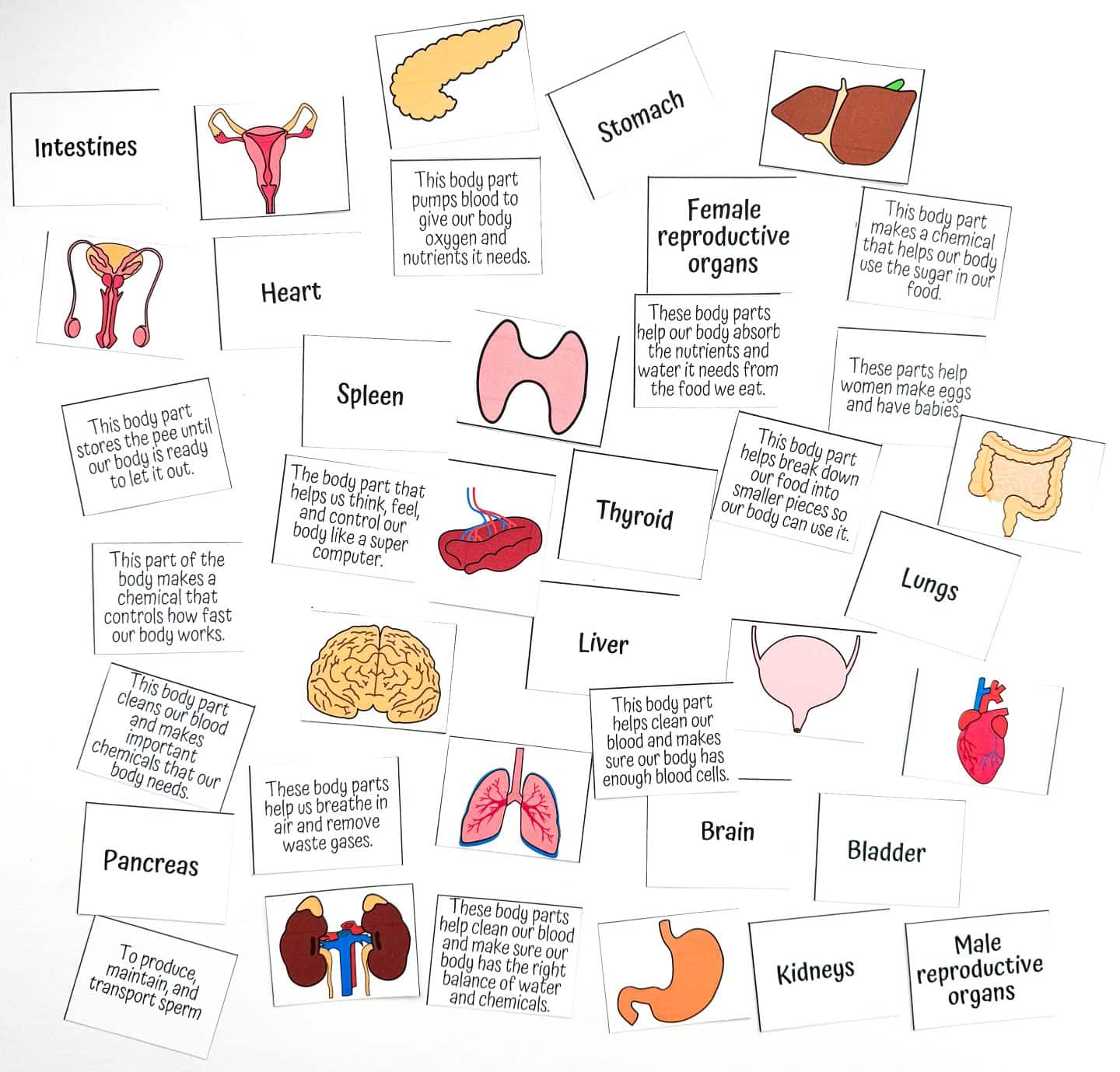 Human Body Organs Worksheet: Inside My Body