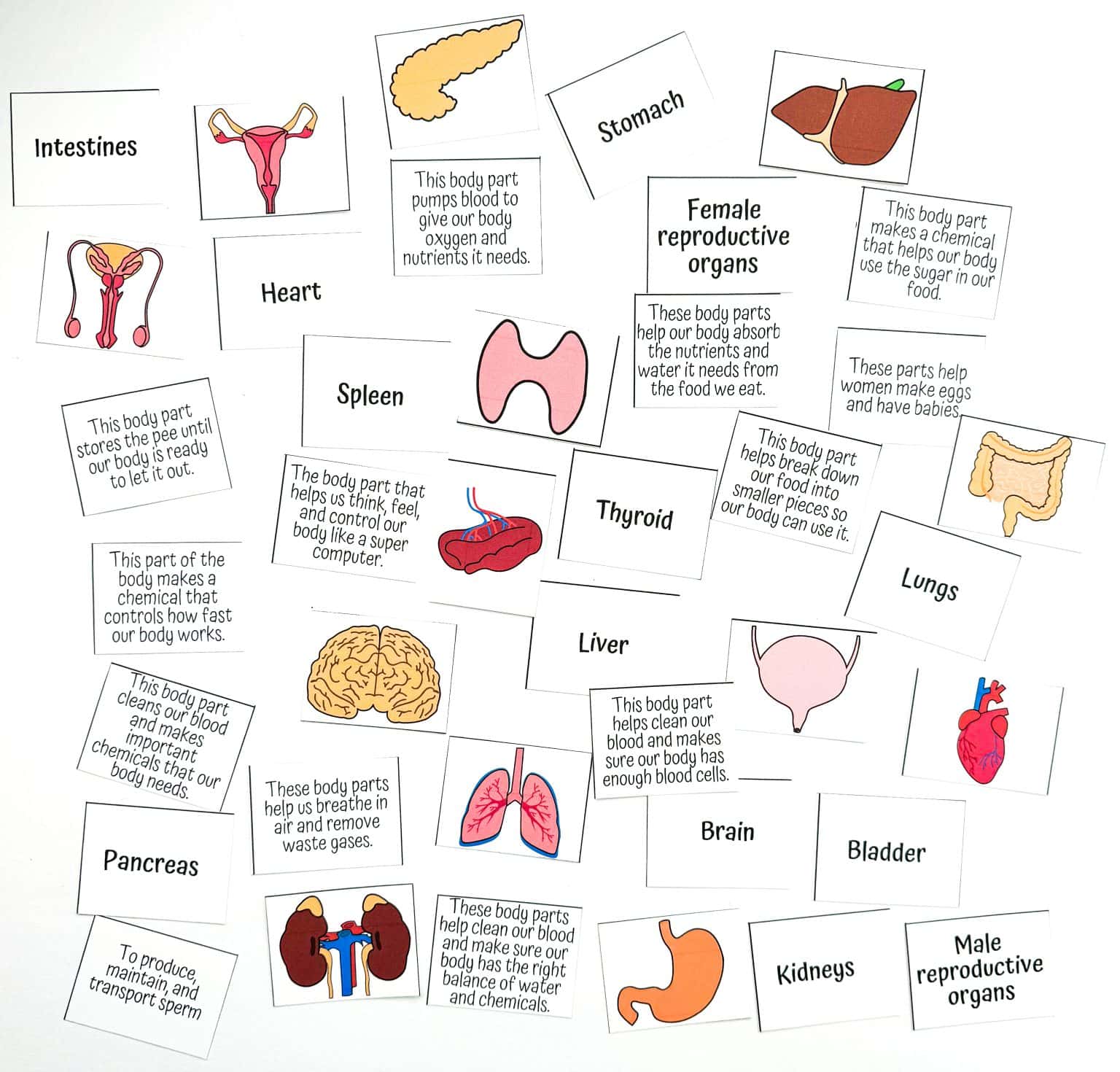 Human Body Organs Worksheet: Inside My Body