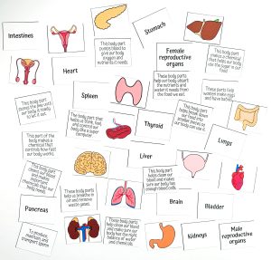 Human Body Organs Worksheet: Inside My Body