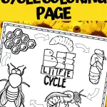 Free Bee Life Cycle Coloring Page