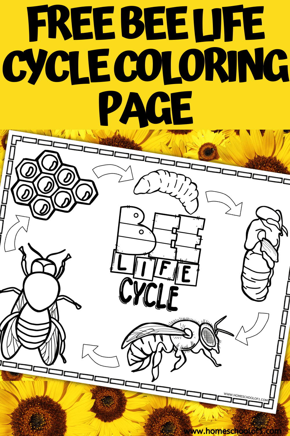 Free Bee Life Cycle Coloring Page