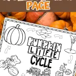 Free Pumpkin Life Cycle Coloring Page