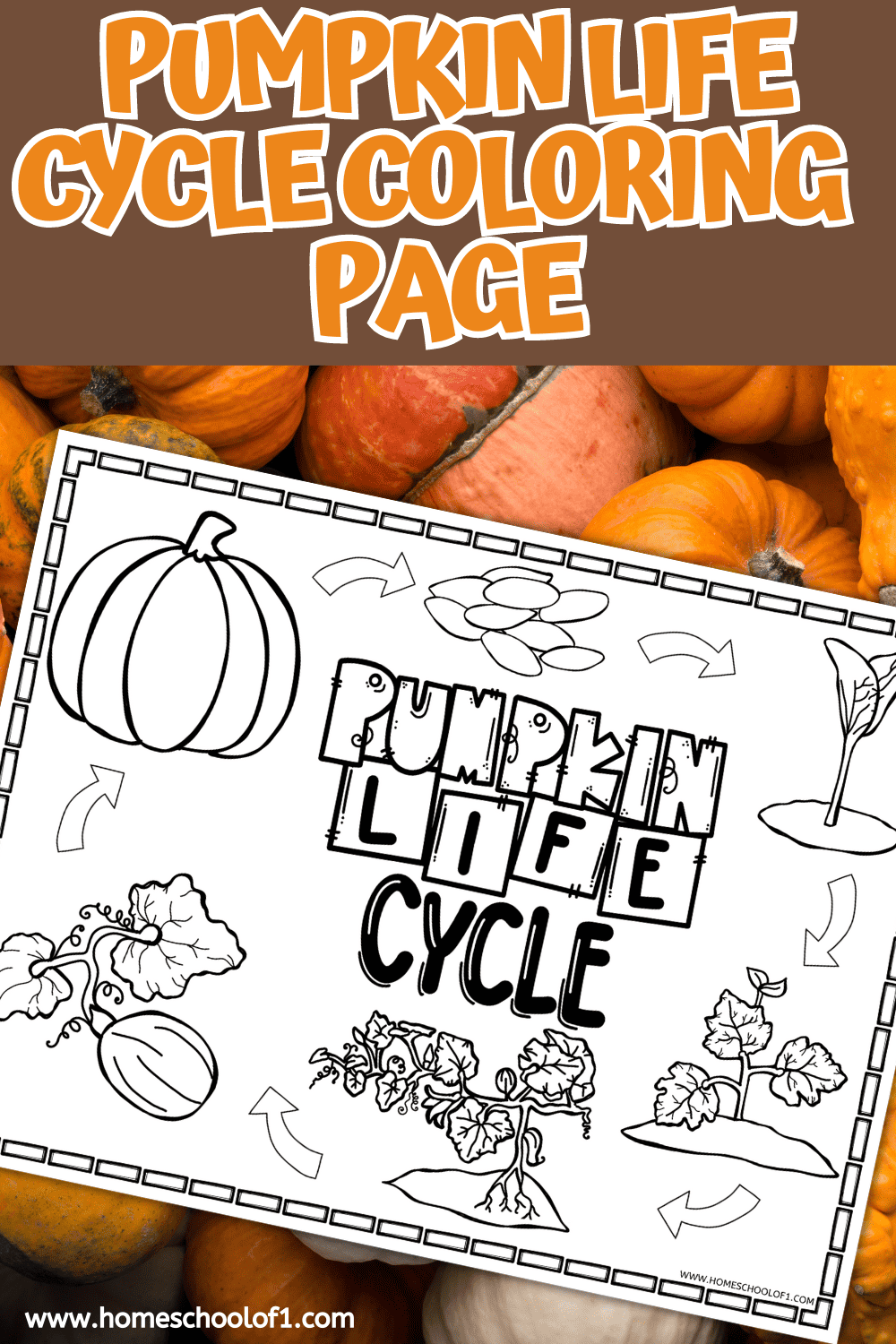 Free Pumpkin Life Cycle Coloring Page