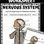 Free Nervous System Labeling Worksheet