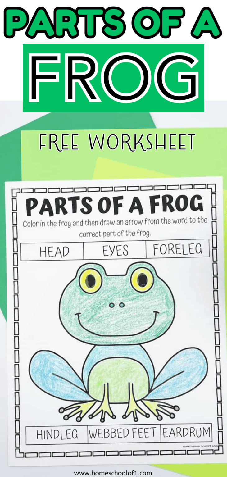 Free Parts of a Frog Worksheet