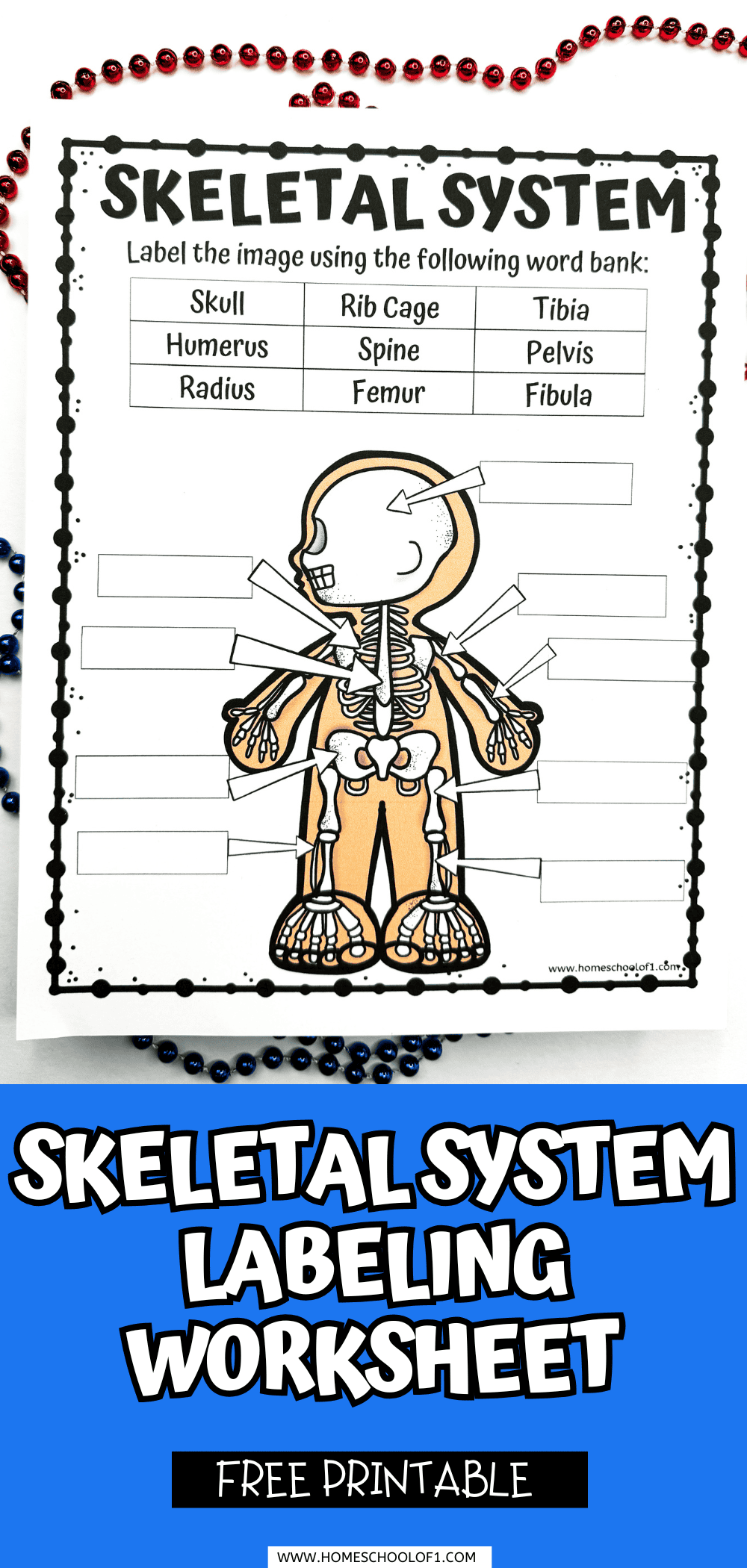 Free Skeletal System Labeling Worksheet