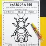 Free Parts of a Bee Worksheet