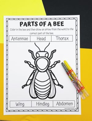 Free Parts of a Bee Worksheet