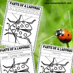 Free Parts of a Ladybug Worksheet For Kids