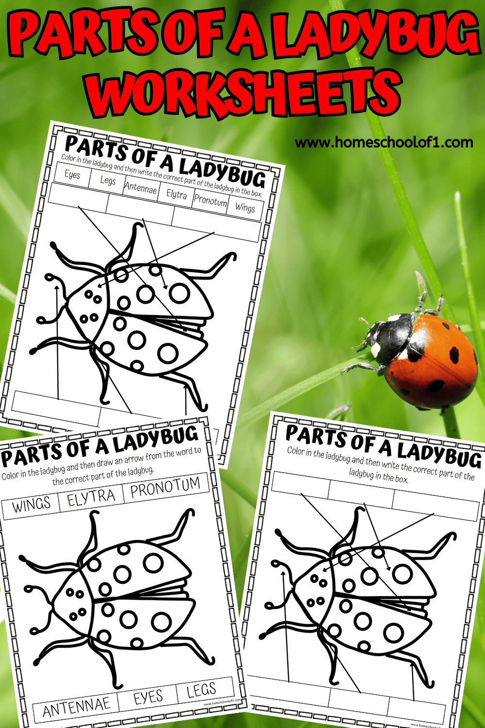Free Parts of a Ladybug Worksheet For Kids