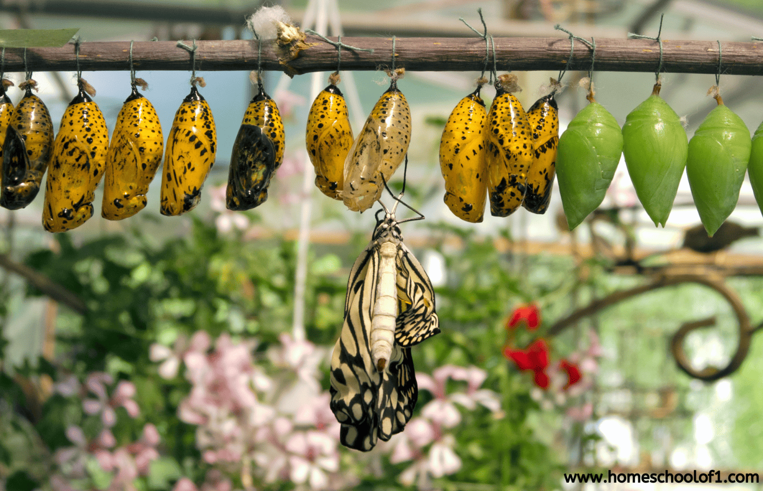 Free Butterfly Life Cycle Coloring Page