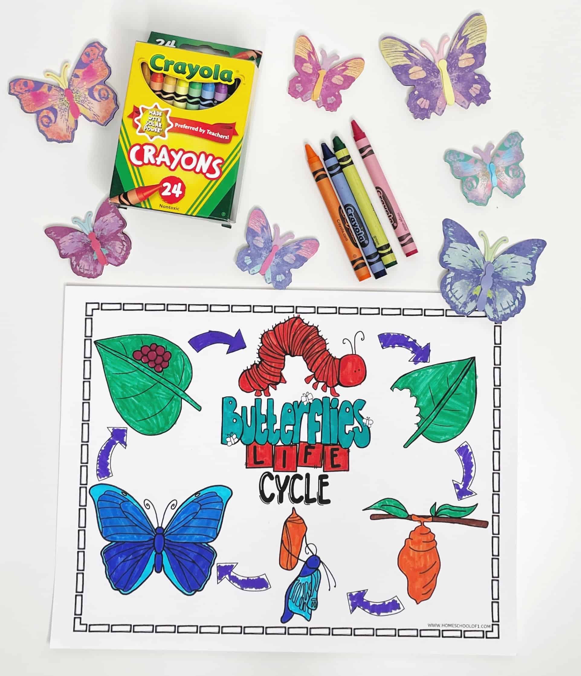 Free Butterfly Life Cycle Coloring Page