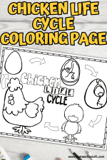 Free Chicken Life Cycle Coloring Page