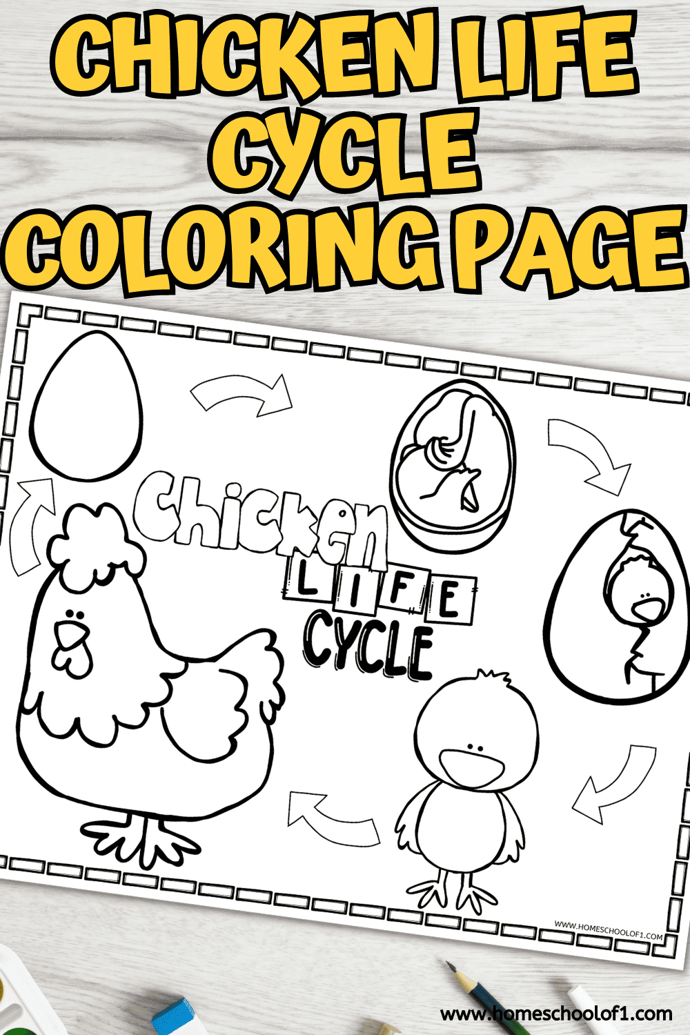 Free Chicken Life Cycle Coloring Page