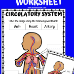 Free Circulatory System Labeling Worksheet