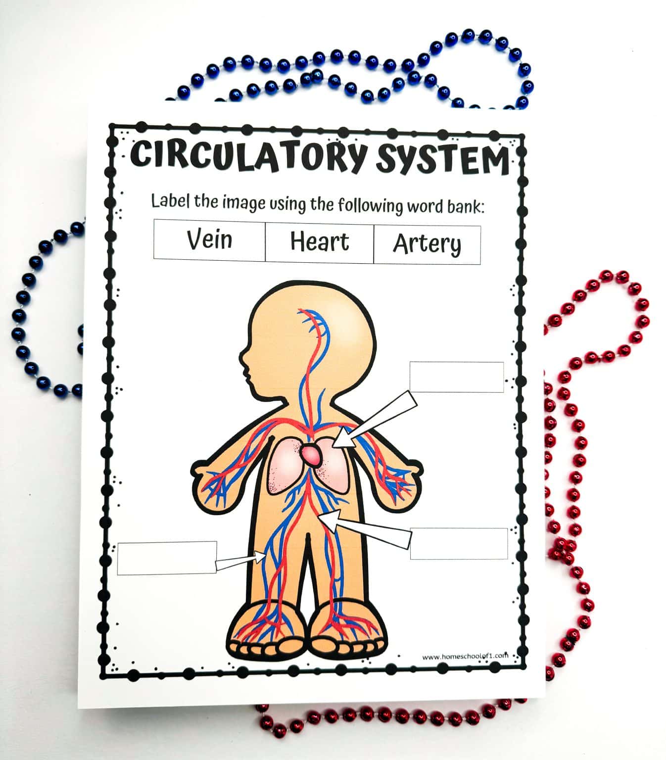 Free Circulatory System Labeling Worksheet