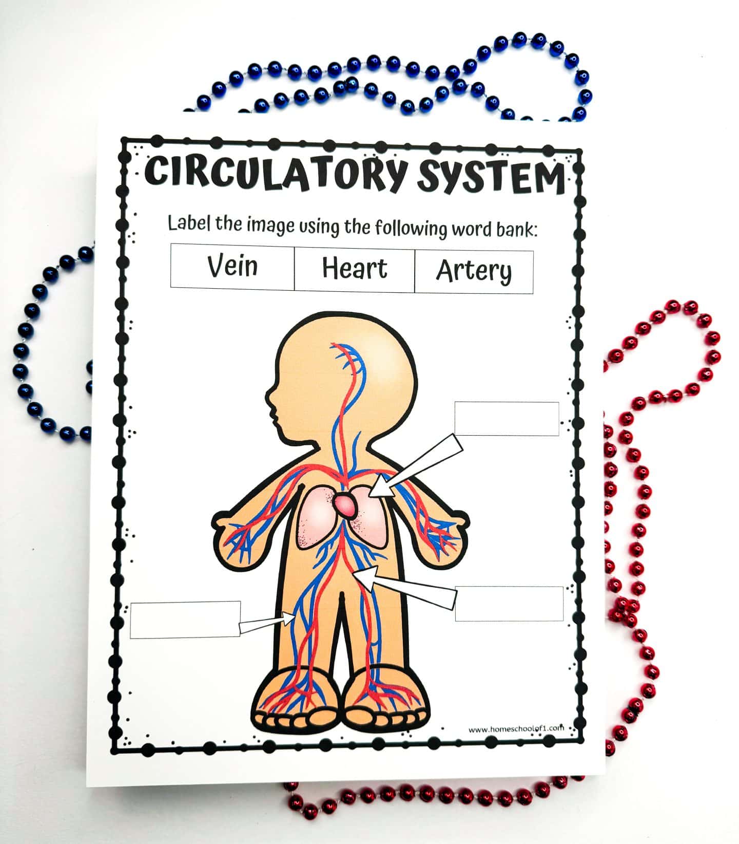 Free Circulatory System Labeling Worksheet