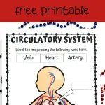Free Circulatory System Labeling Worksheet