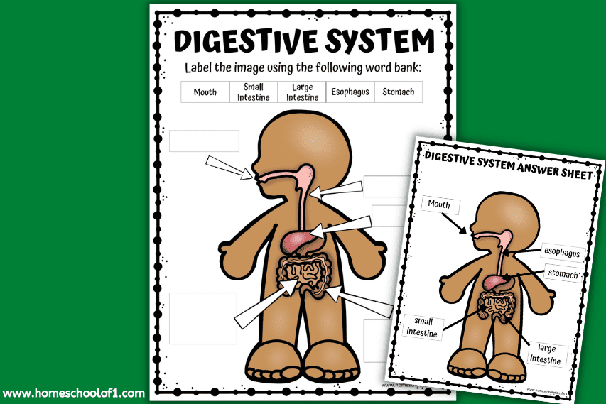 Free Digestive System Labeling Worksheet