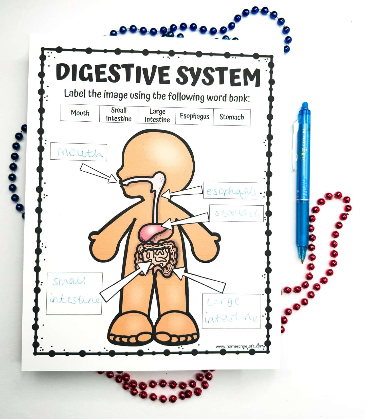 Free Digestive System Labeling Worksheet