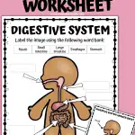 Free Digestive System Labeling Worksheet