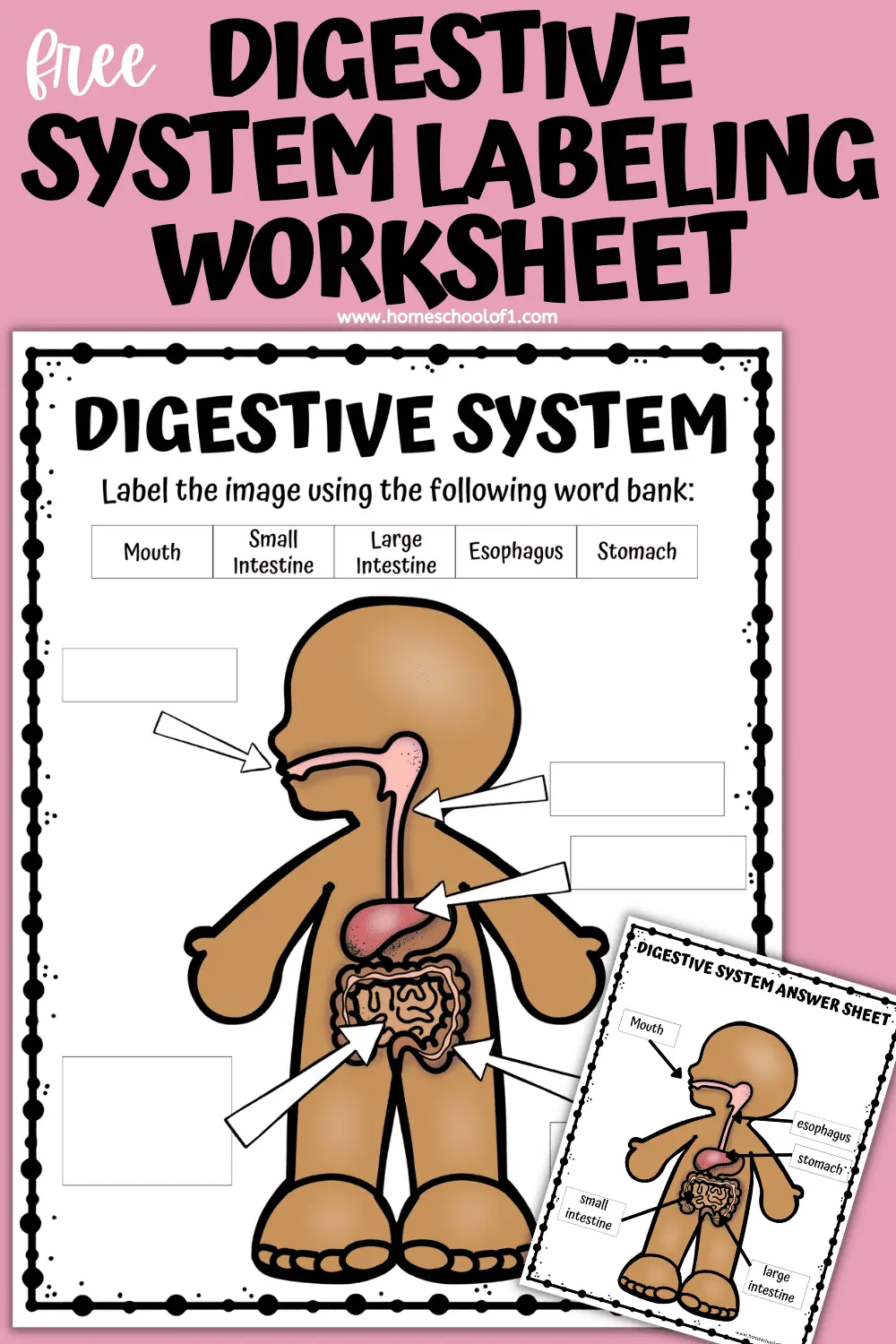 Free Digestive System Labeling Worksheet Free Digestive System Labeling Worksheet