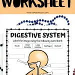 Free Digestive System Labeling Worksheet