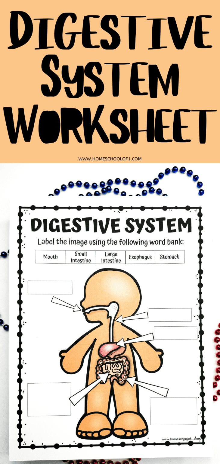 Free Digestive System Labeling Worksheet