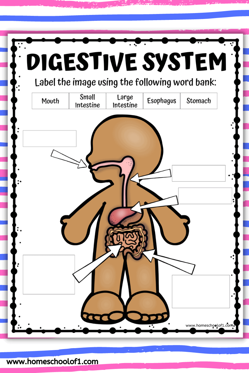 Free Digestive System Labeling Worksheet - Homeschool of 1 Free Digestive System Labeling Worksheet - Homeschool of 1
