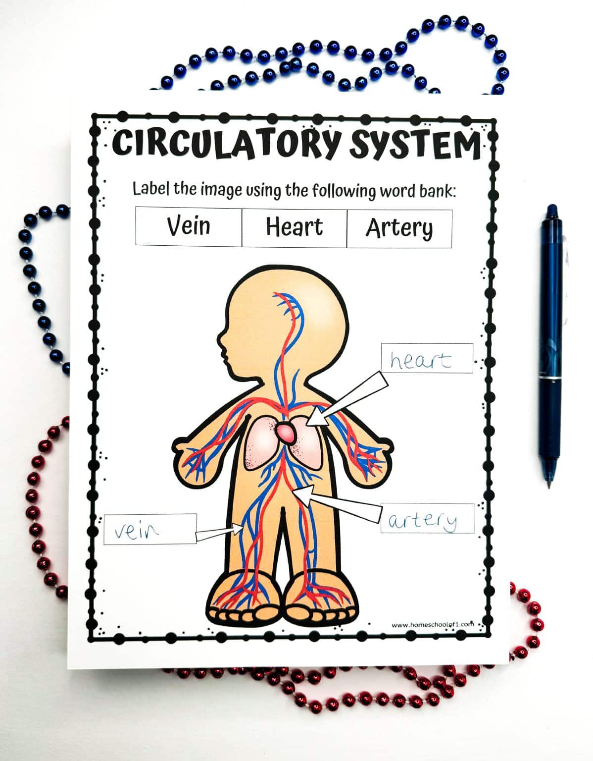Free Circulatory System Labeling Worksheet