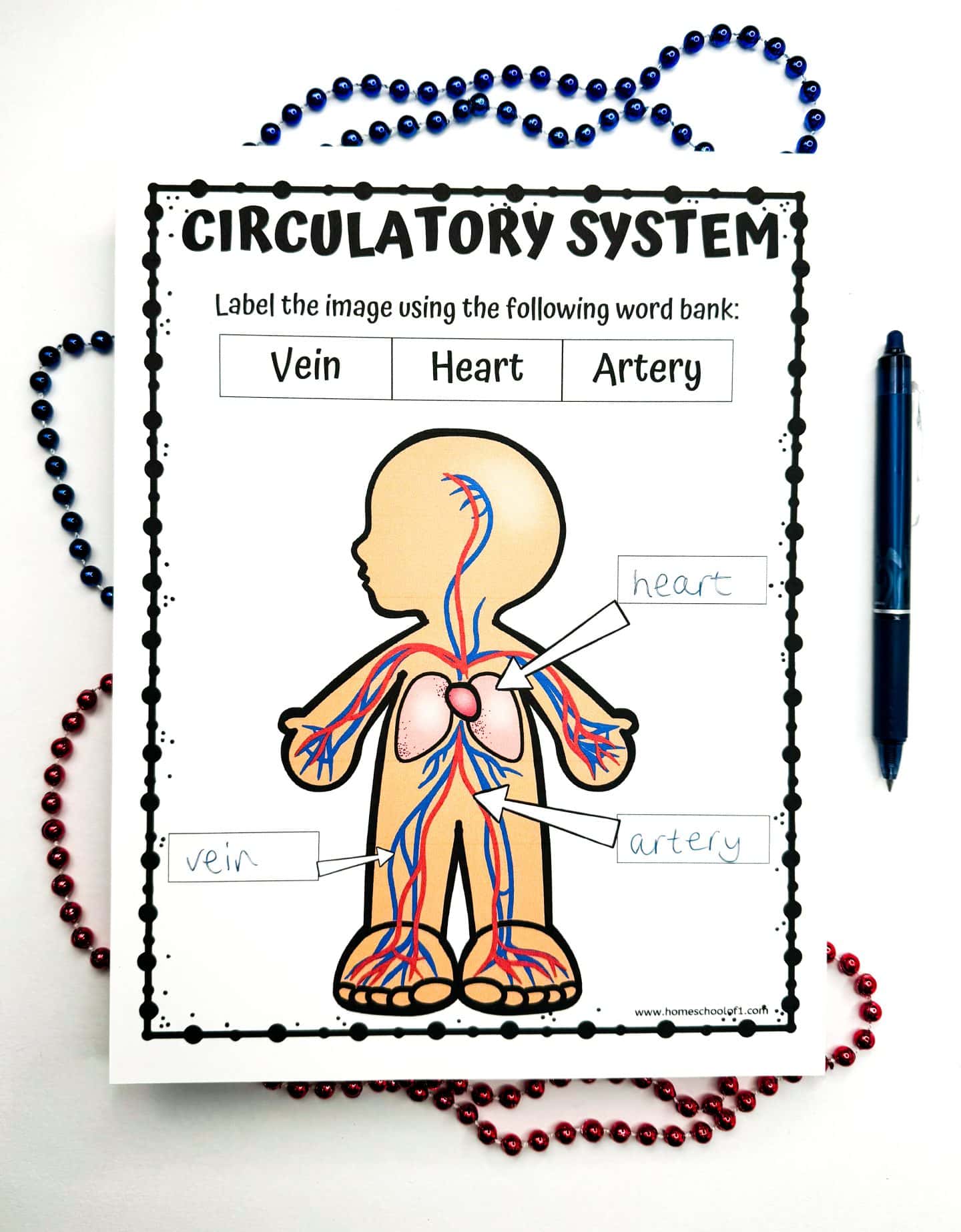 Free Circulatory System Labeling Worksheet