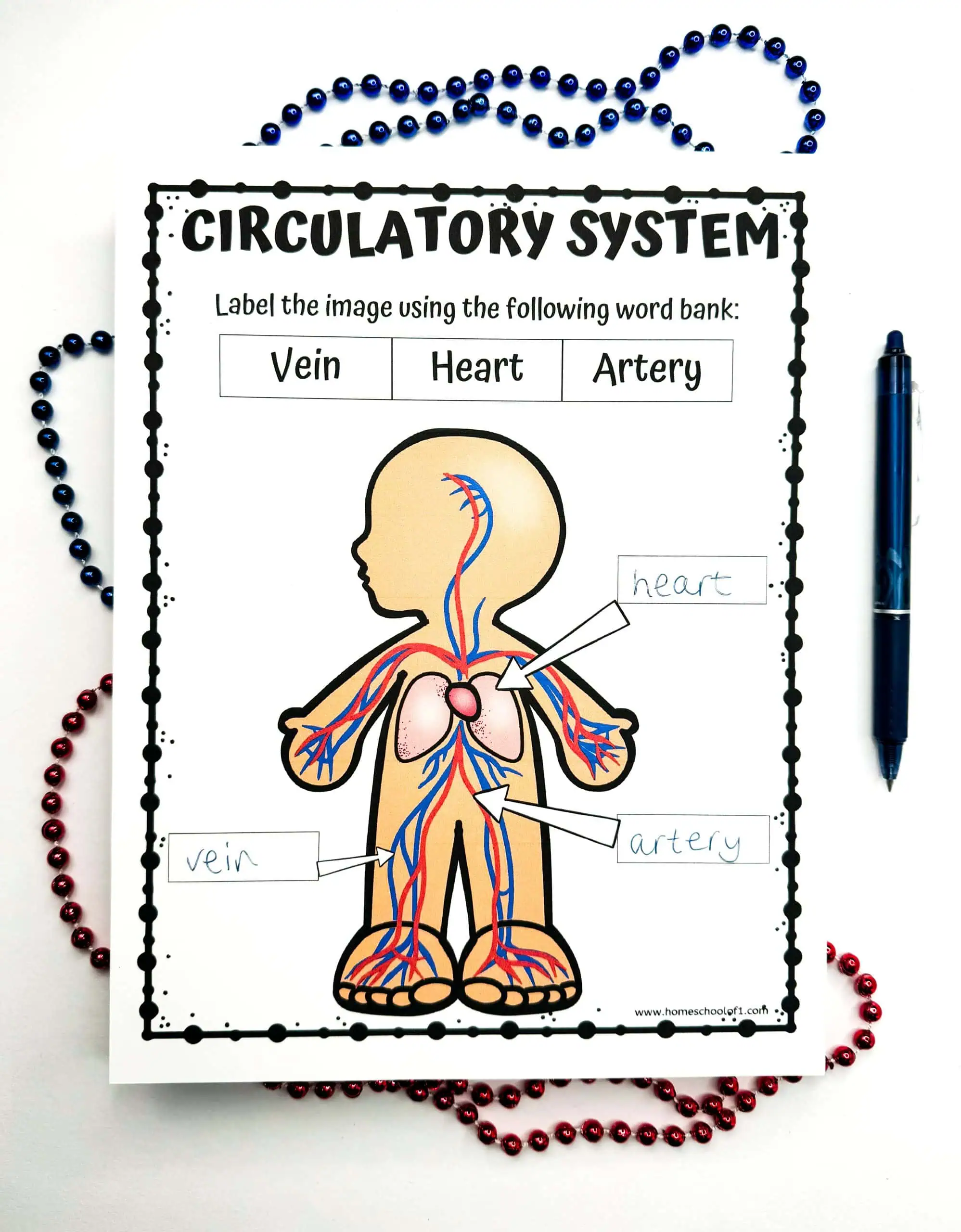 Free Circulatory System Labeling Worksheet