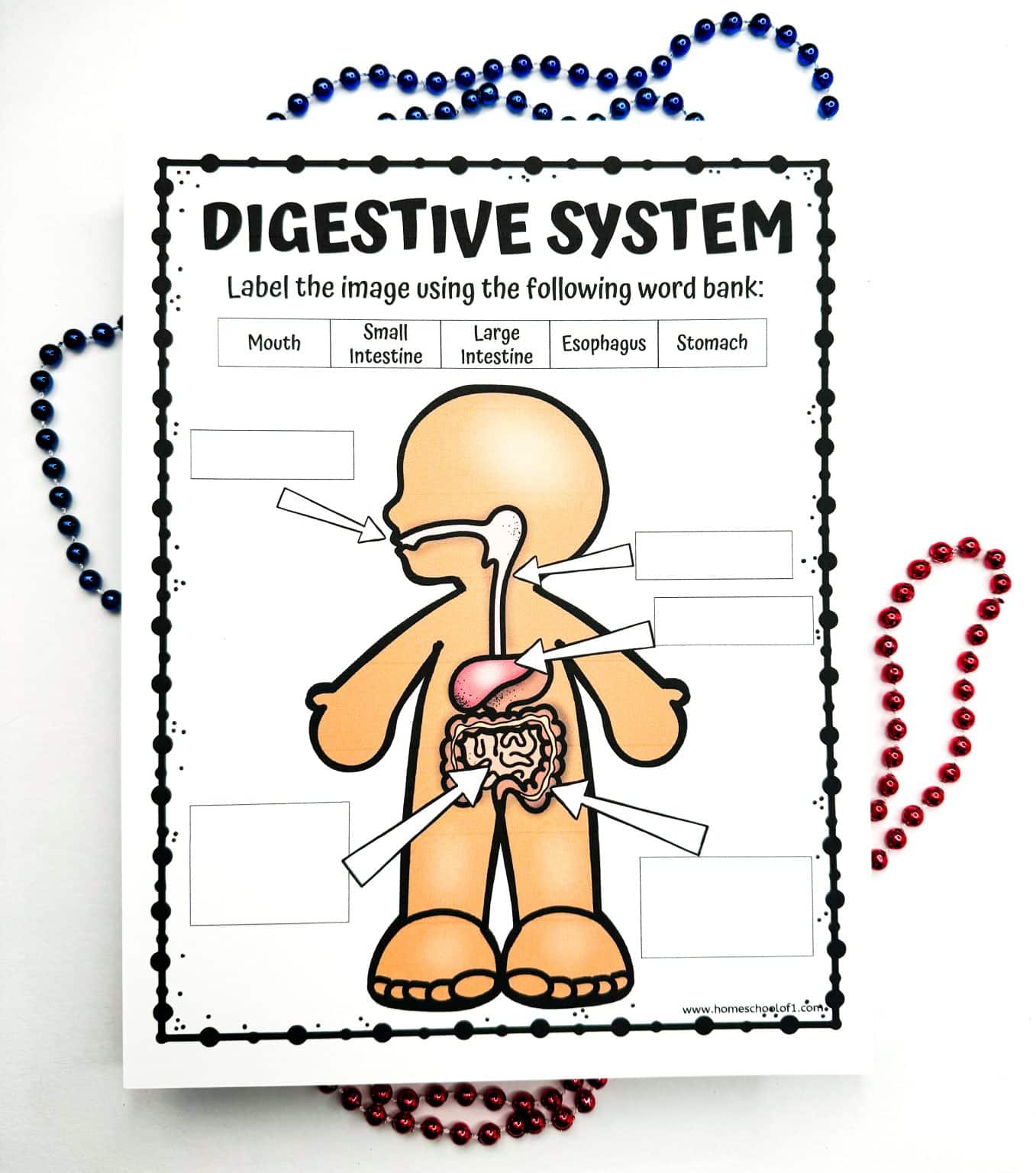 Free Digestive System Worksheet & Labeling Diagram