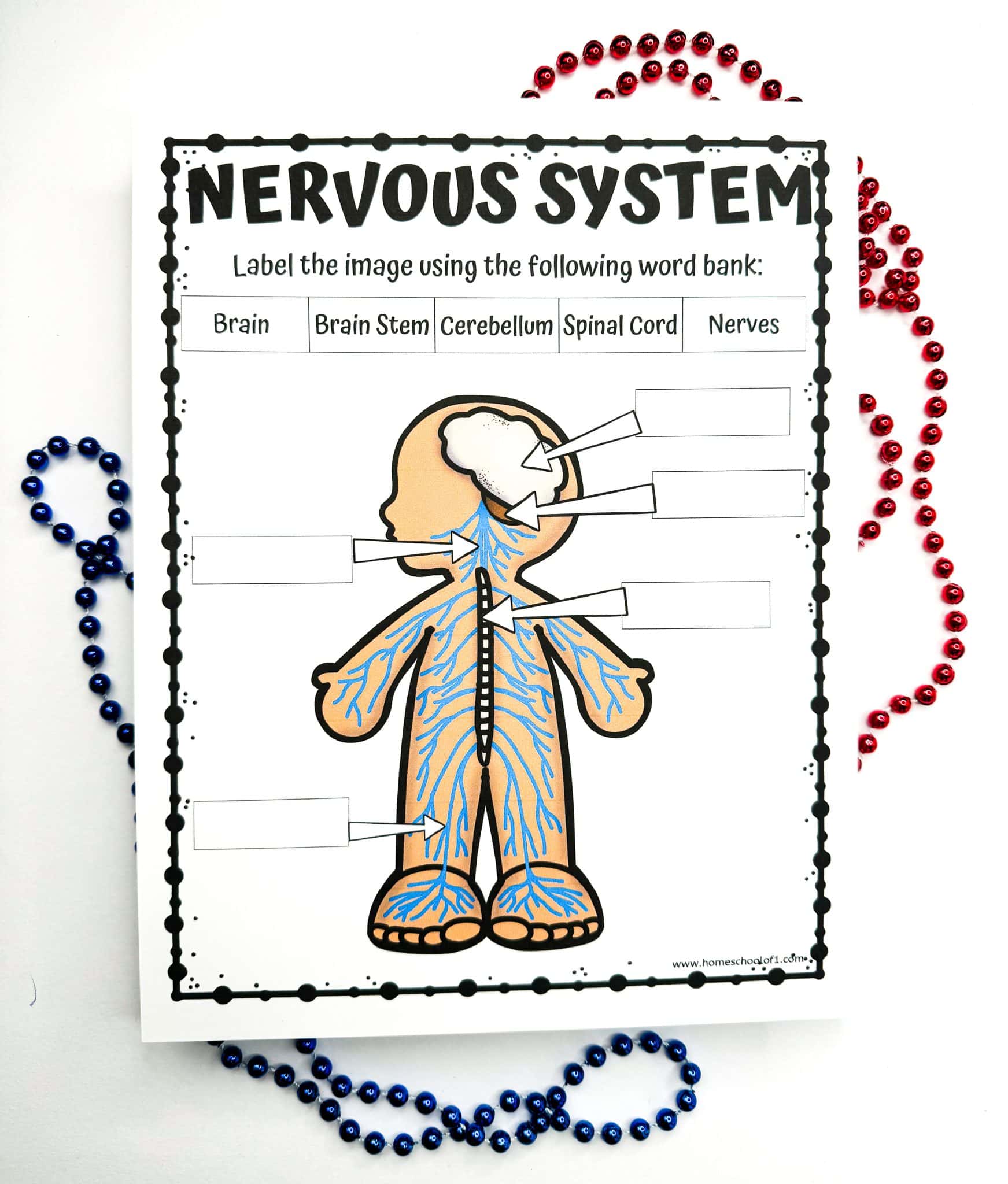 Free Nervous System Labeling Worksheet