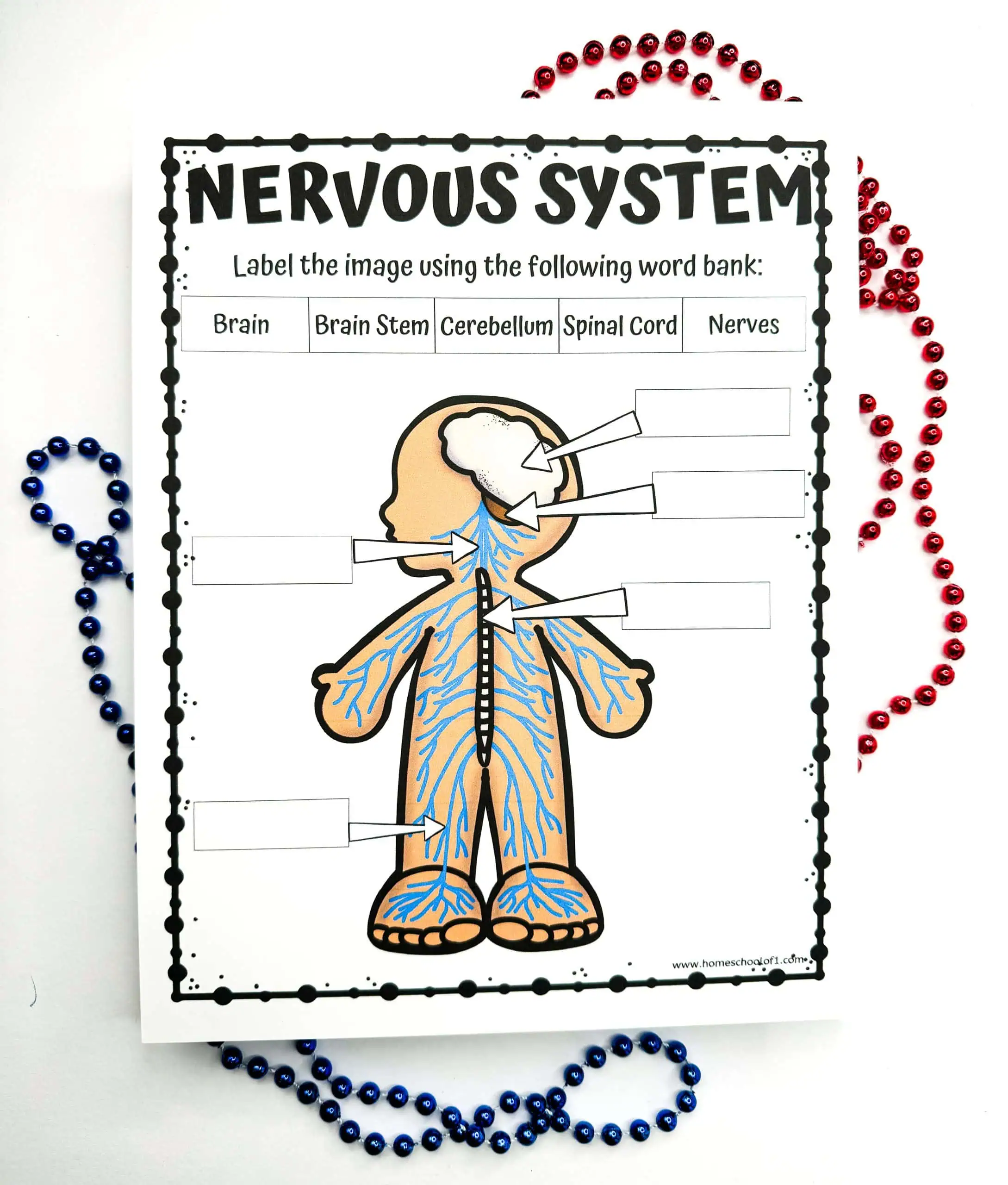 Free Nervous System Labeling Worksheet