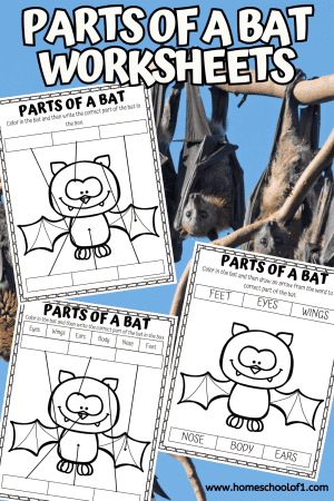 Free Parts of a Bat Worksheet