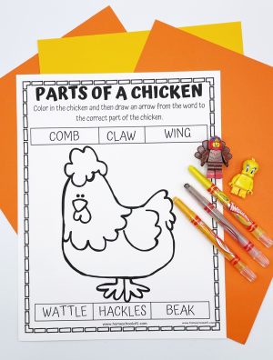 Free Parts of a Chicken Worksheet