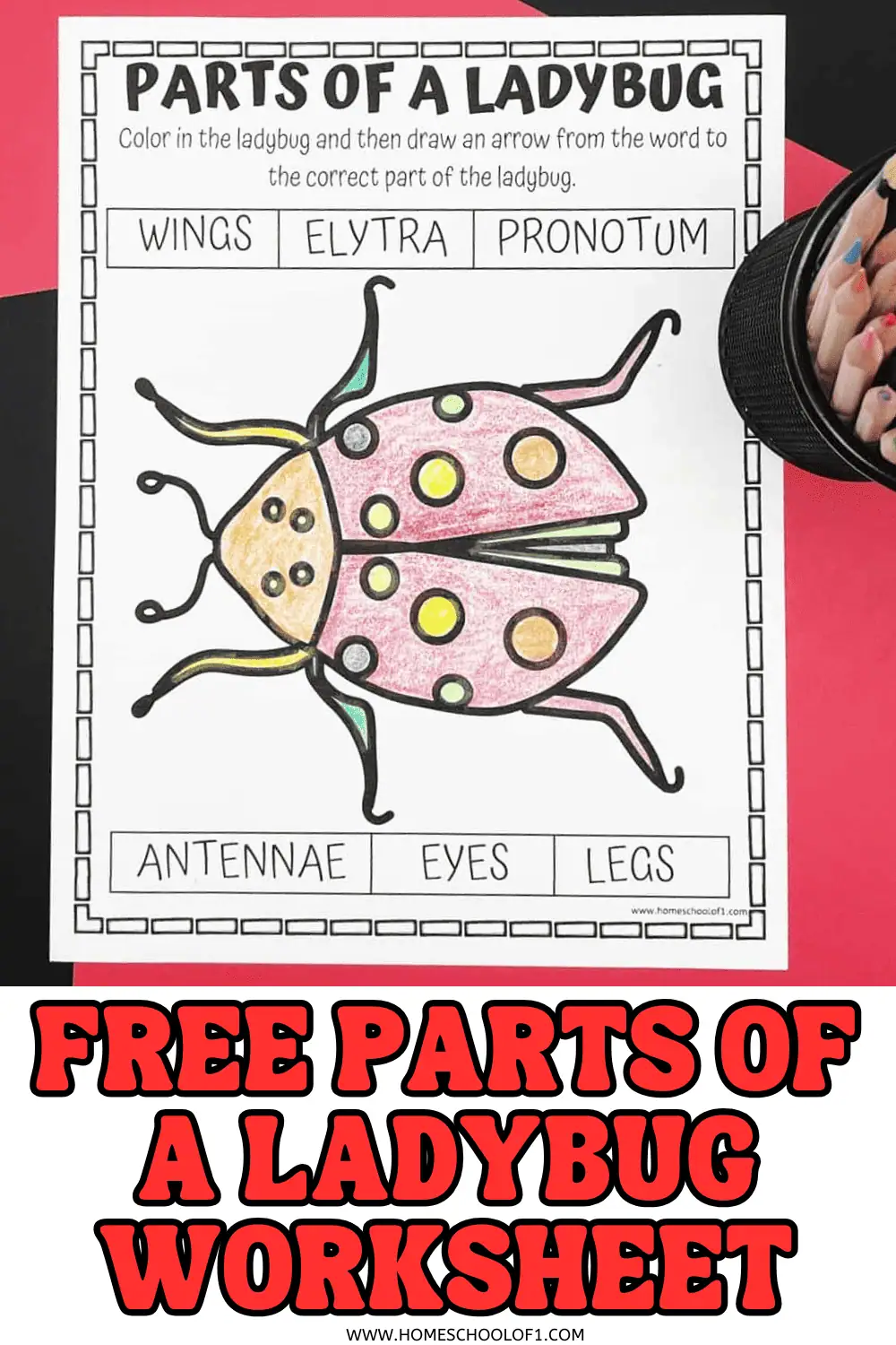 Free Parts of a Ladybug Worksheet For Kids