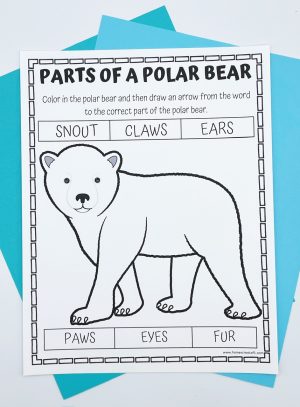 Free Parts of a Polar Bear Worksheet